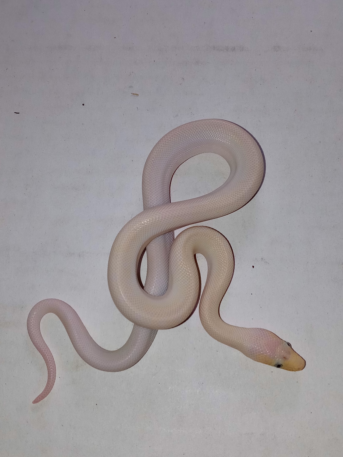 Leucistic Columbian Rainbow Boa Female Colombian Rainbow Boa by Evan ...