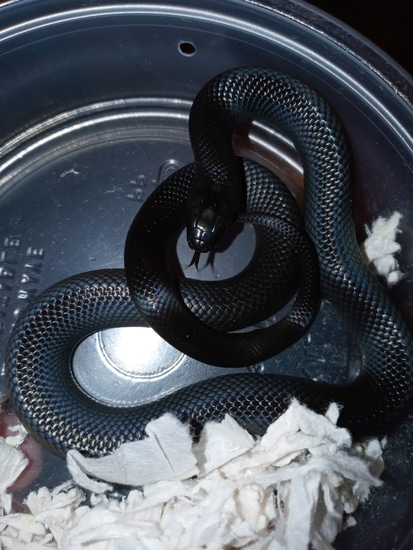 Beautiful Baby Mexican Black Kingsnake by Evan Stahl Reptiles