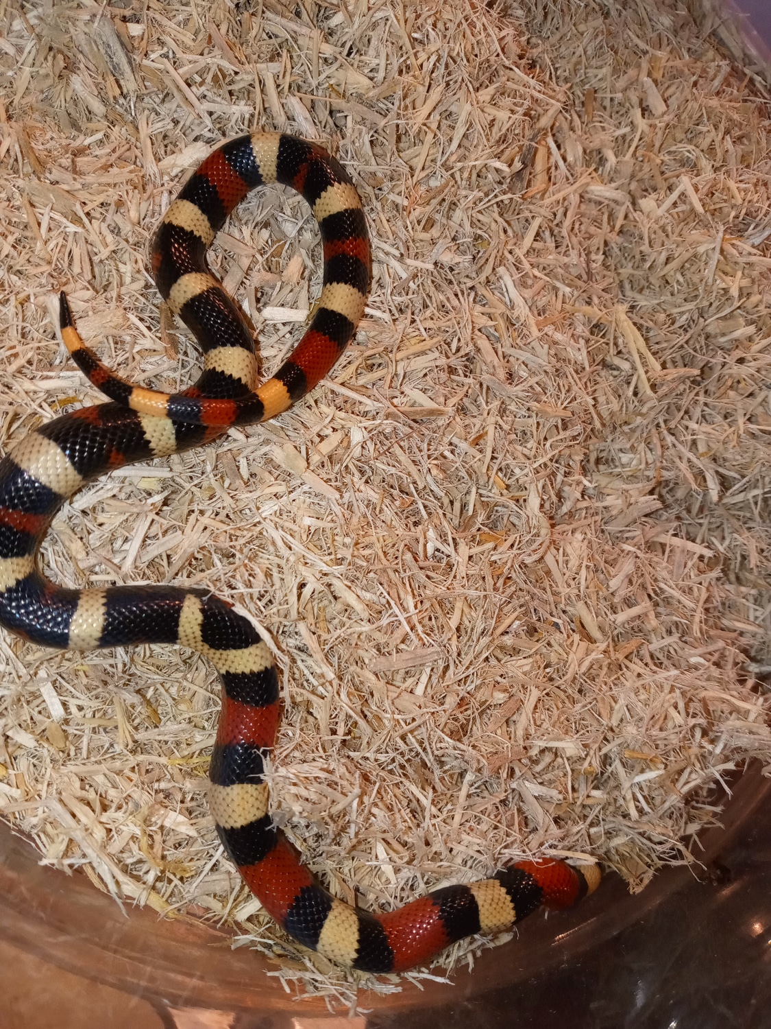 Apricot Male Pueblan Milk Snake by Evan Stahl Reptiles - MorphMarket