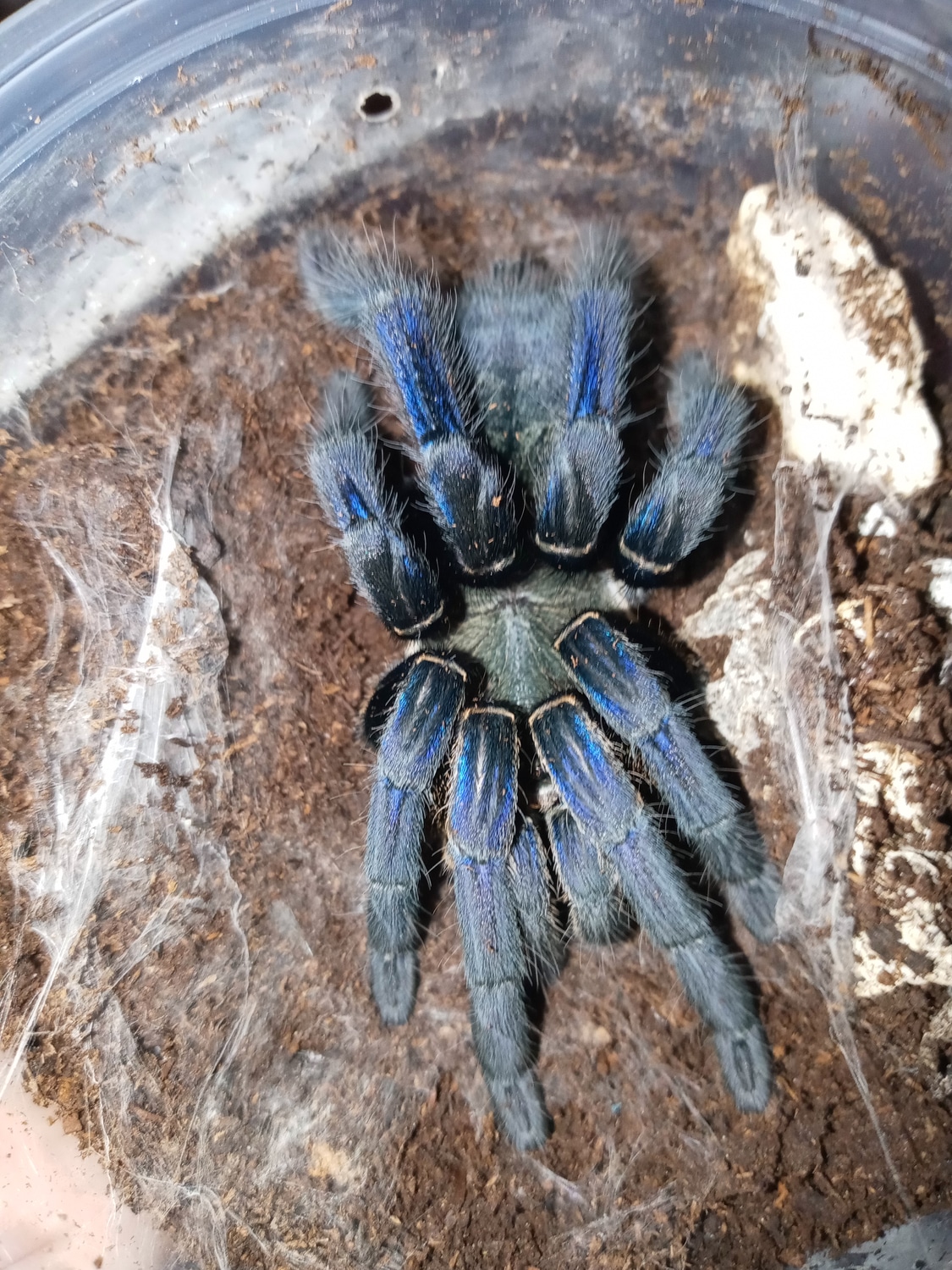 Cobalt Blues- Sub Adults Tarantula by Evan Stahl Reptiles - MorphMarket