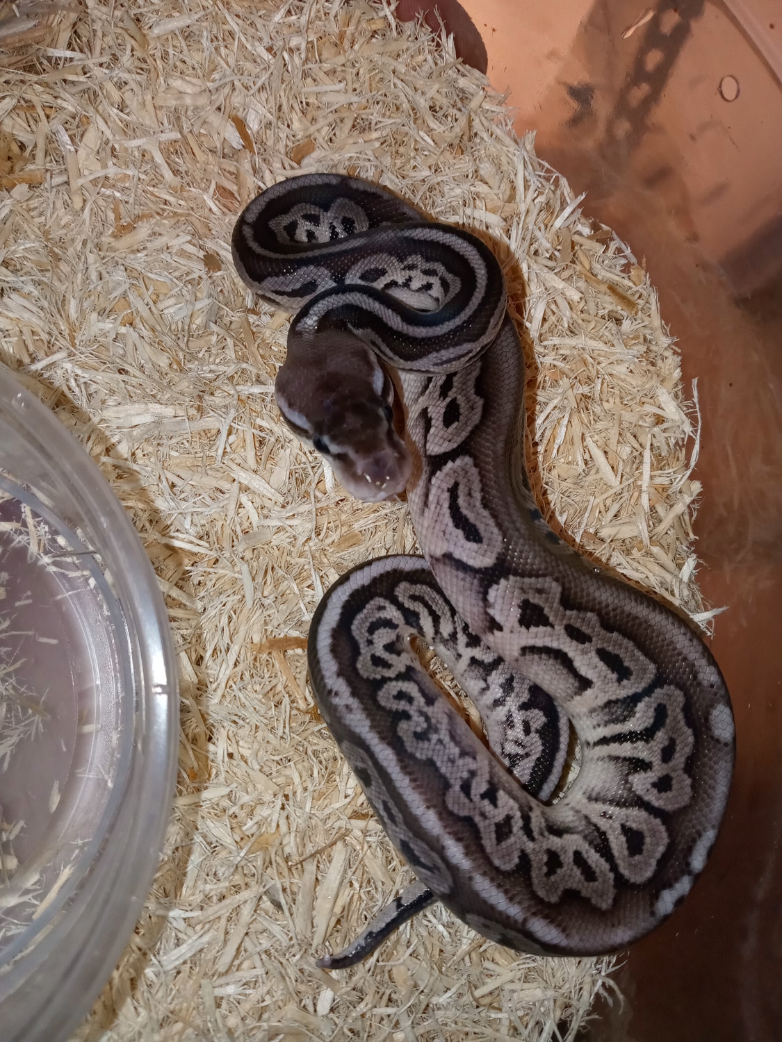 Super Nice Pewter 100% Het Orange Ghost Ball Python by Evan Stahl ...