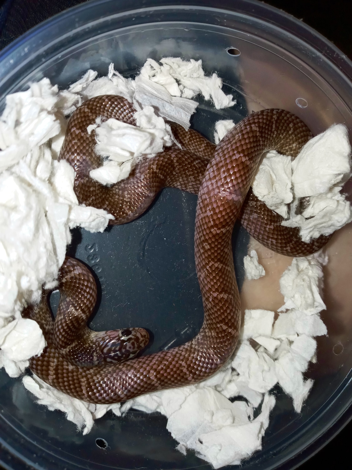 Anerytheristic Brooks King Female South Florida Kingsnake by Evan Stahl ...