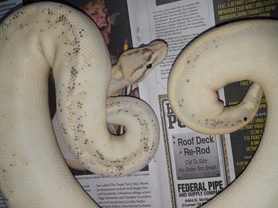 Pastel Highway Big Male Breeder Ball Python by Evan Stahl Reptiles