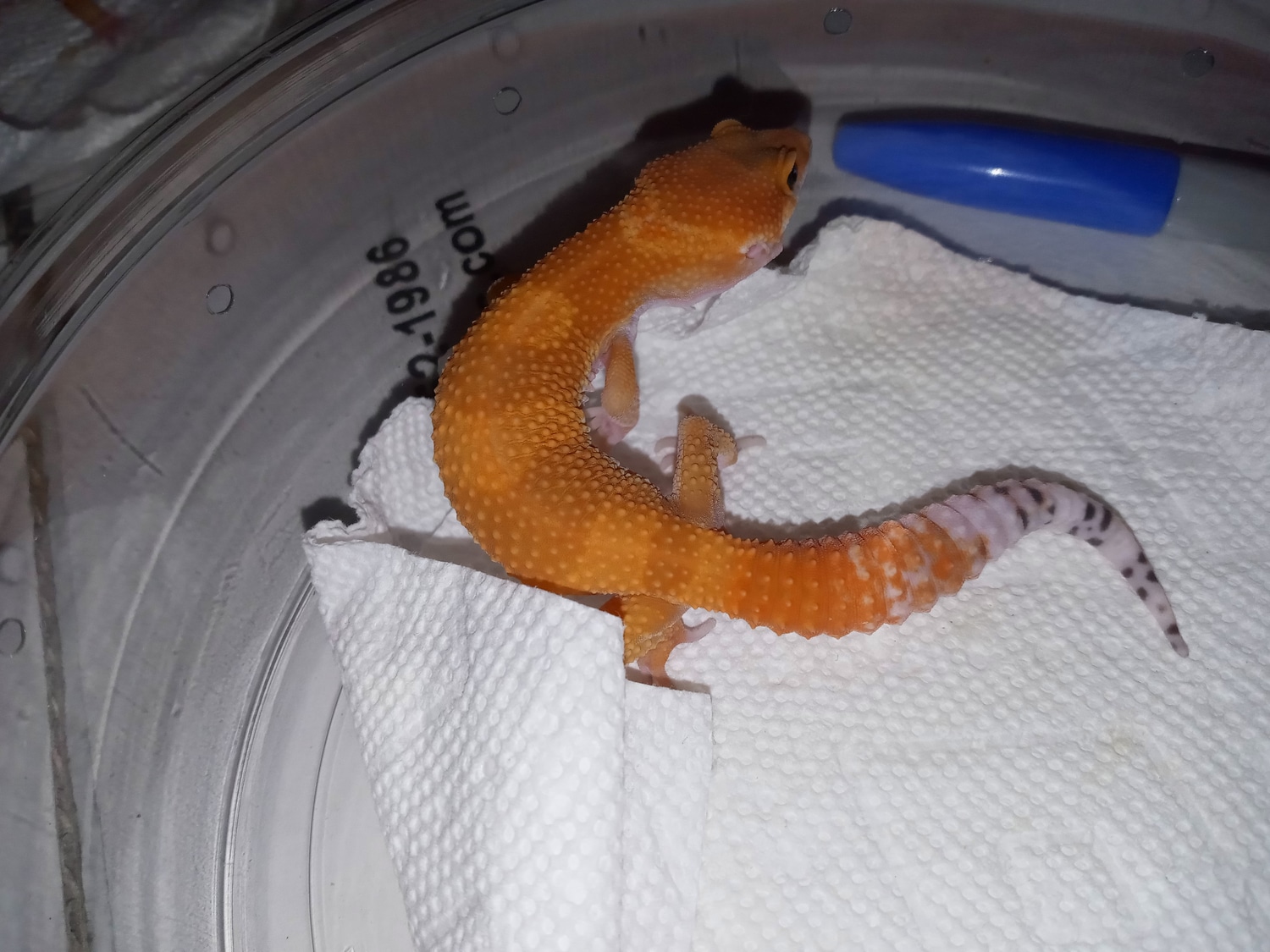 Insane Orange Tangerine-great Price Leopard Gecko by Evan Stahl ...