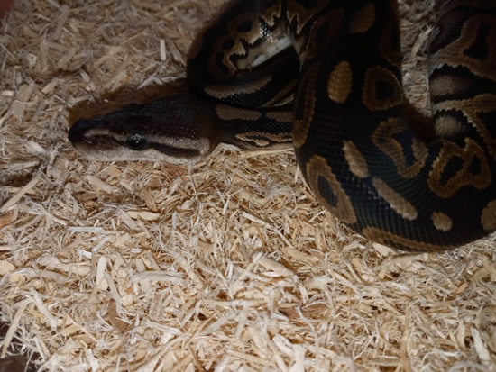 Cinnamon Male 100% Orange Ghost Ball Python by Evan Stahl Reptiles