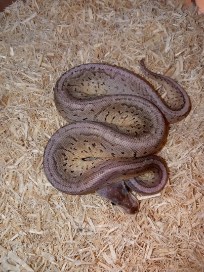 Pewter Blast 100% Het Orange Ghost Ball Python by Evan Stahl Reptiles