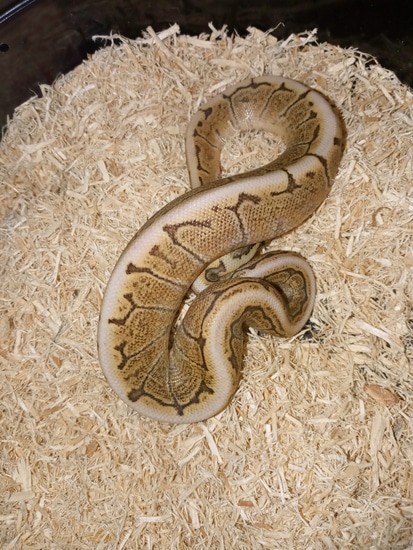 GHI Spider Male Ball Python by Evan Stahl Reptiles