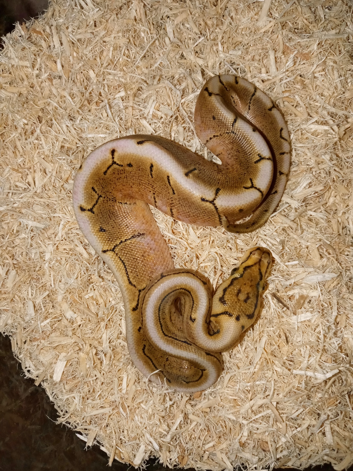 Spider Ghi Female Ball Python by Evan Stahl Reptiles - MorphMarket
