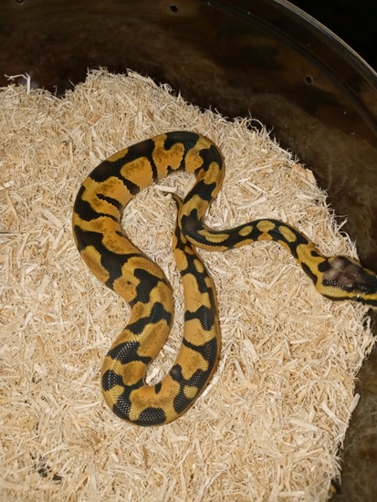 Pastel Enchi Male Ball Python by Evan Stahl Reptiles