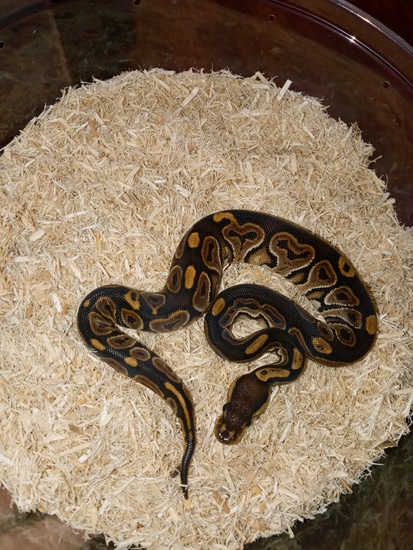 Black Pastel Female Nice Ball Python by Evan Stahl Reptiles