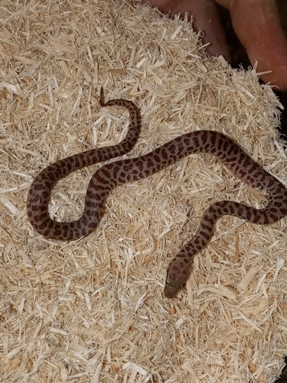 Beautiful Baby Childrens Python Male Children's Python by Evan Stahl ...