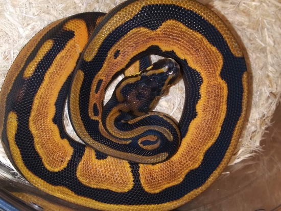 Orange Dream Leopard Harlequin Possibly Sugar Ball Python by Evan Stahl ...