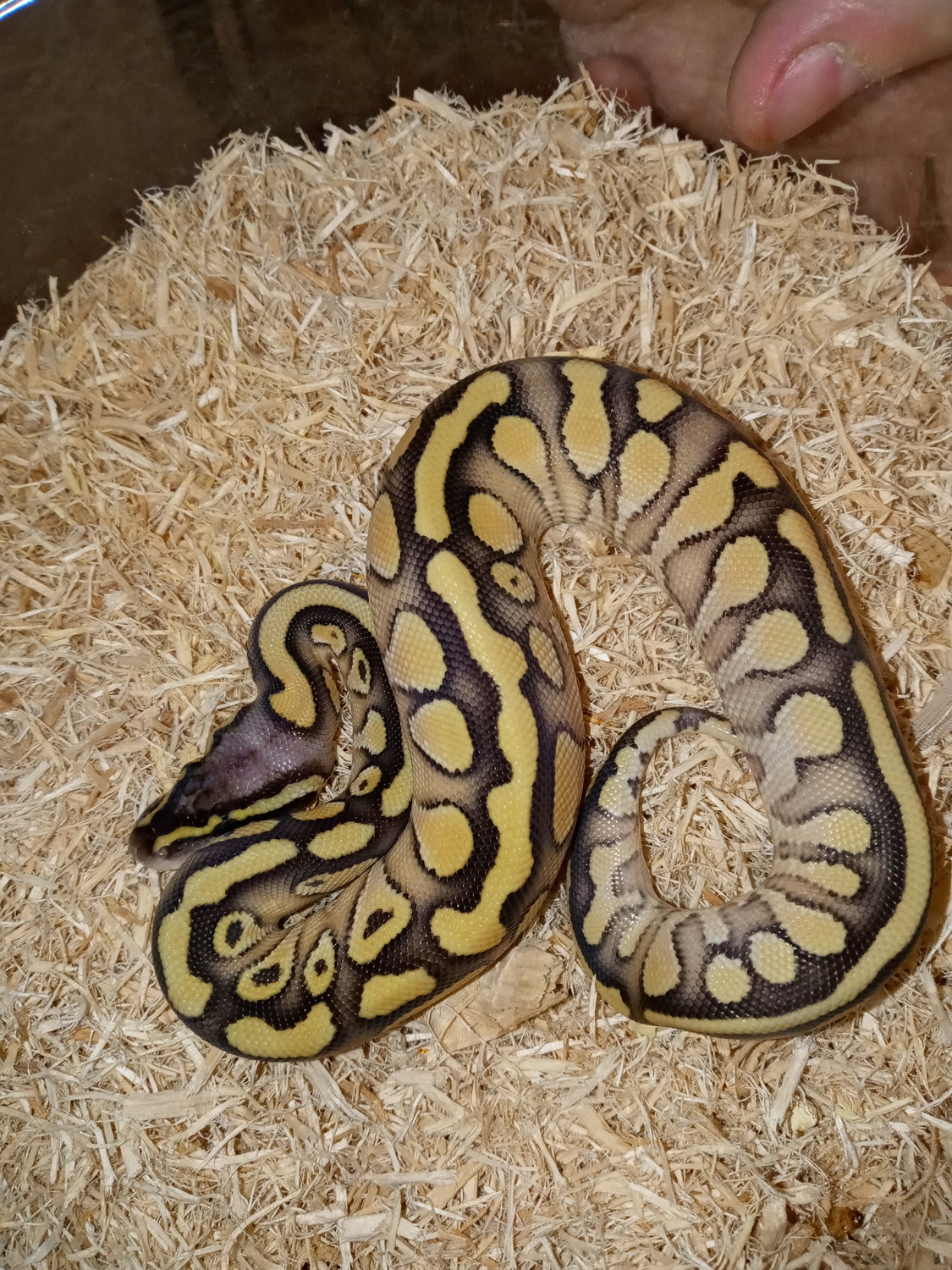 Super Pastel Lesser YB/Gravel Enchi Ball Python by Evan Stahl Reptiles ...