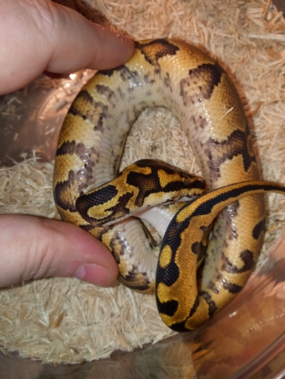 Exceptional Enchi Yellow Belly/Gravel Ball Python by Evan Stahl Reptiles
