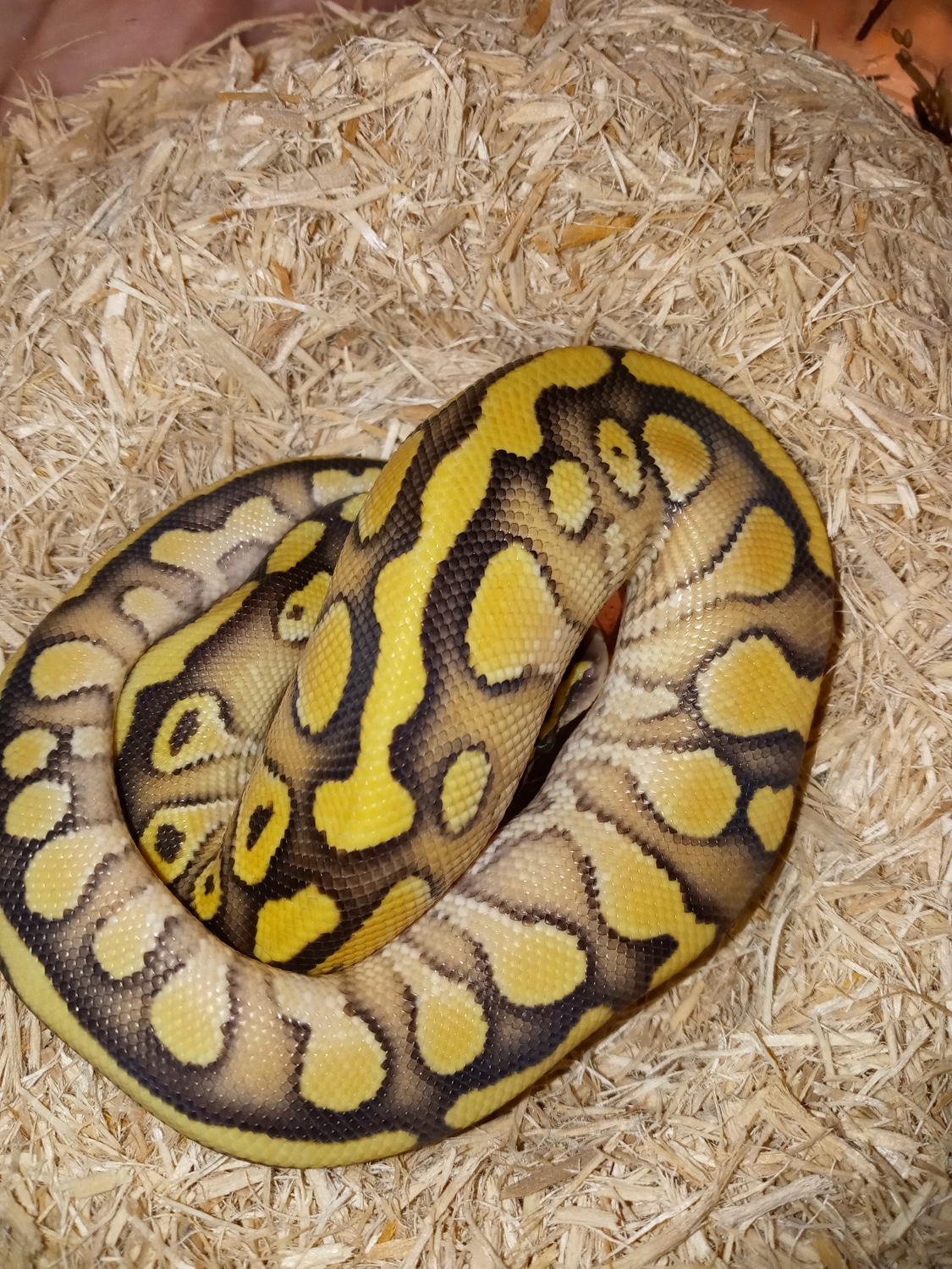 Super Pastel Lesser YB/Gravel Enchi Ball Python by Evan Stahl Reptiles ...
