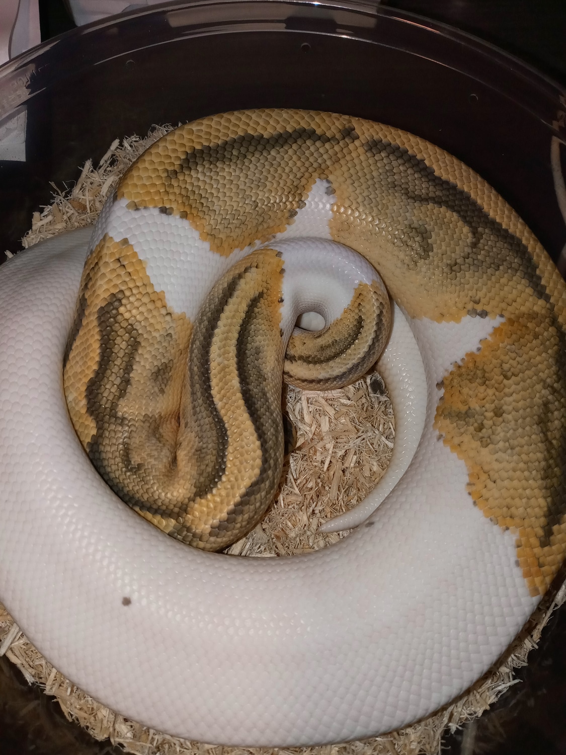 Hypo Pied Male Breeder Ball Python by Evan Stahl Reptiles - MorphMarket