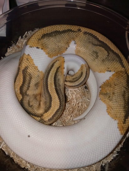 Hypo Pied Male Breeder Ball Python by Evan Stahl Reptiles