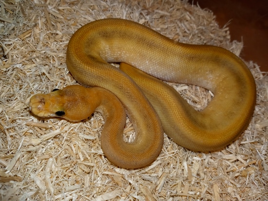 Champagne Pinstripe Het Hypo Female Ball Python by Evan Stahl Reptiles