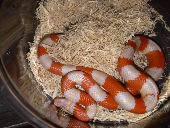 Tri Color Albino Female Honduran Milk Snake by Evan Stahl Reptiles