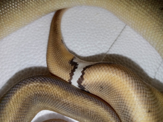 Champagne Cinnamon Pinstripe Het Hypo Super Nice Ringer 435 Grams-SALE ...