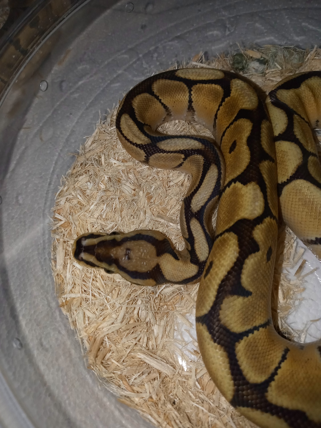 Spider Mojave Male Ball Python by Evan Stahl Reptiles - MorphMarket