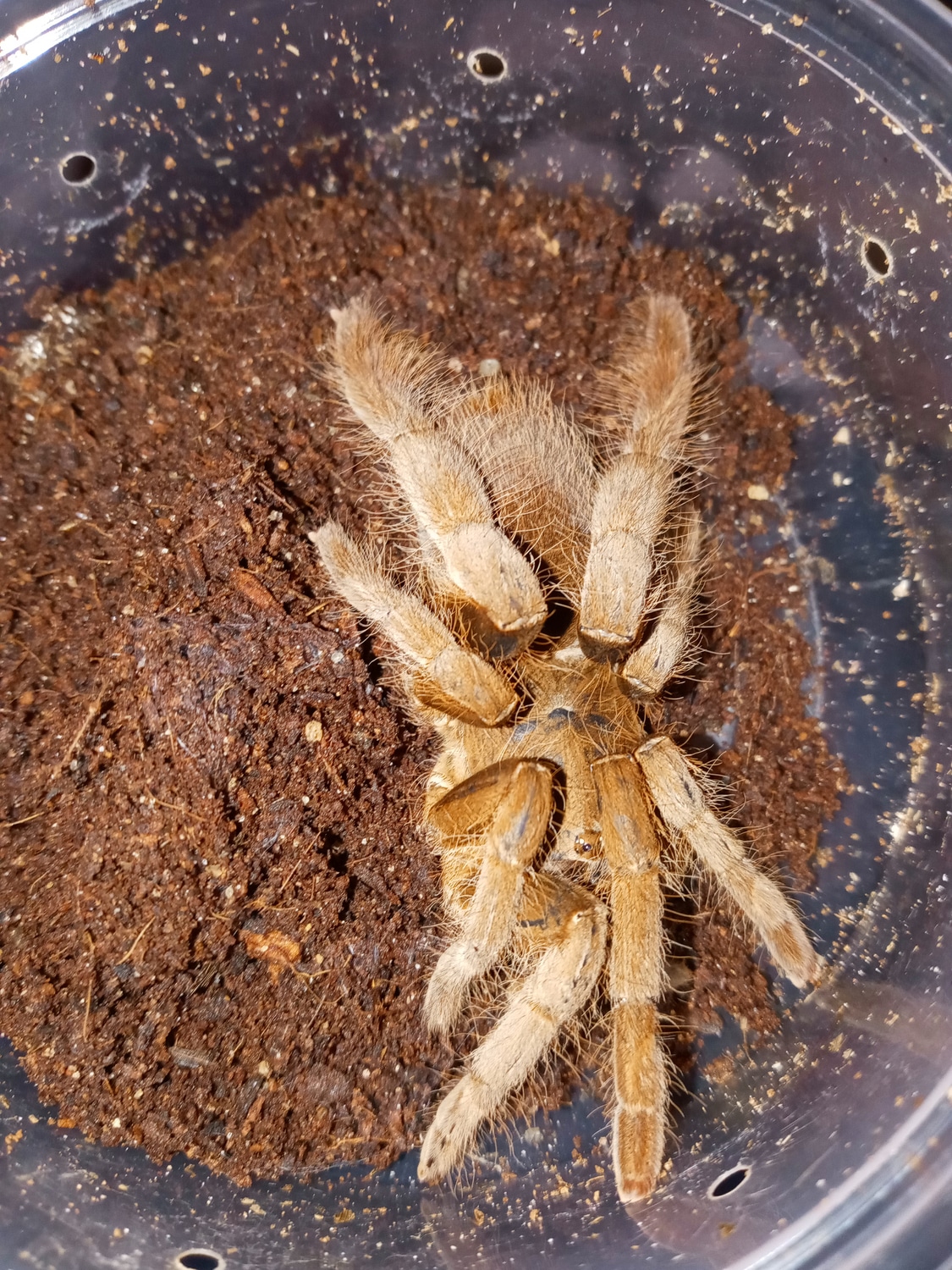 Cameroon Red Baboons Tarantula by Evan Stahl Reptiles - MorphMarket