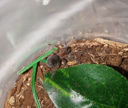 Earth Tiger, Cyriopagopus Longipes Tarantula by Evan Stahl Reptiles ...