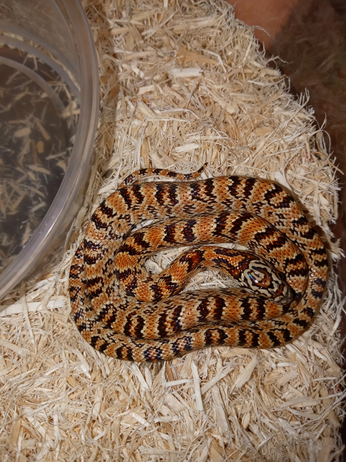 Hybrid: Variable King X Cornsnake X Florida Kingsnake More Colubrid by ...