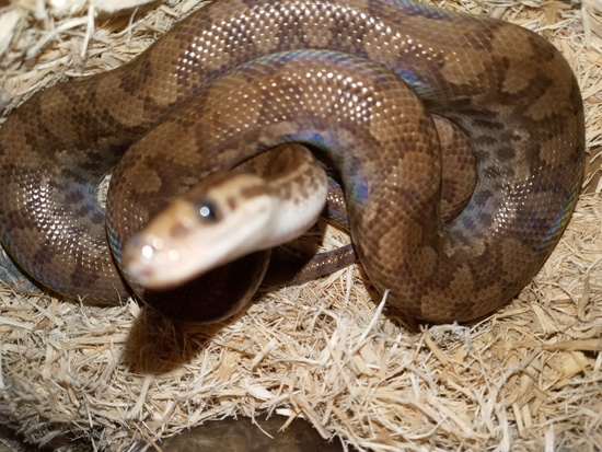 Columbian Rainbow Boa Well Started Female Colombian Rainbow Boa by Evan ...