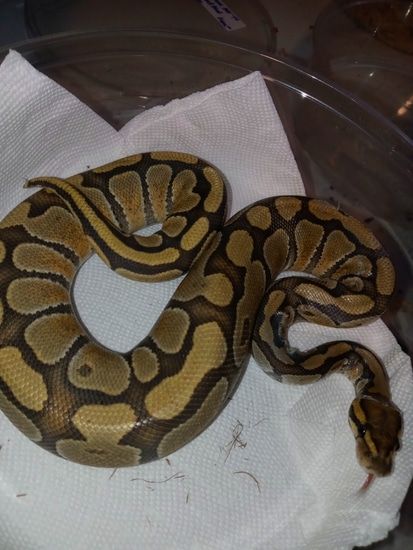 Orange Ghost Enchi 500 Gram Male, Ready To Breed Ball Python by Evan ...