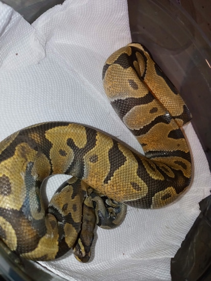 Orange Ghost Enchi Female 470 Grams Ball Python by Evan Stahl Reptiles