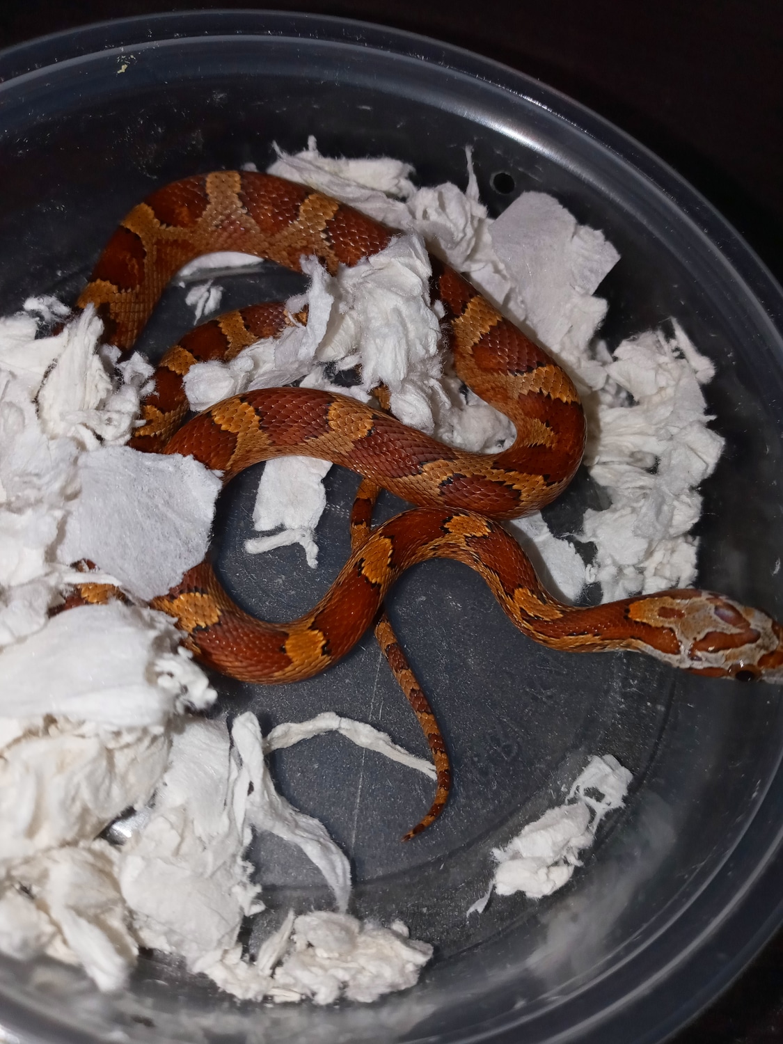 Blood Red Female Corn Snake by Evan Stahl Reptiles - MorphMarket