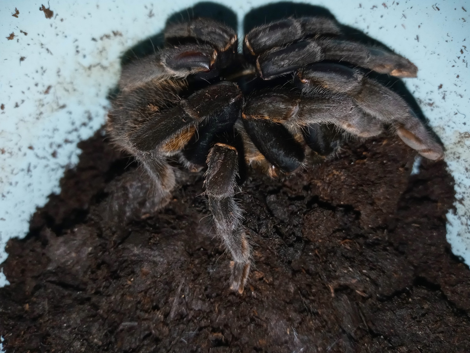 Earth Tiger, Cyriopagopus Longipes Tarantula by Evan Stahl Reptiles ...