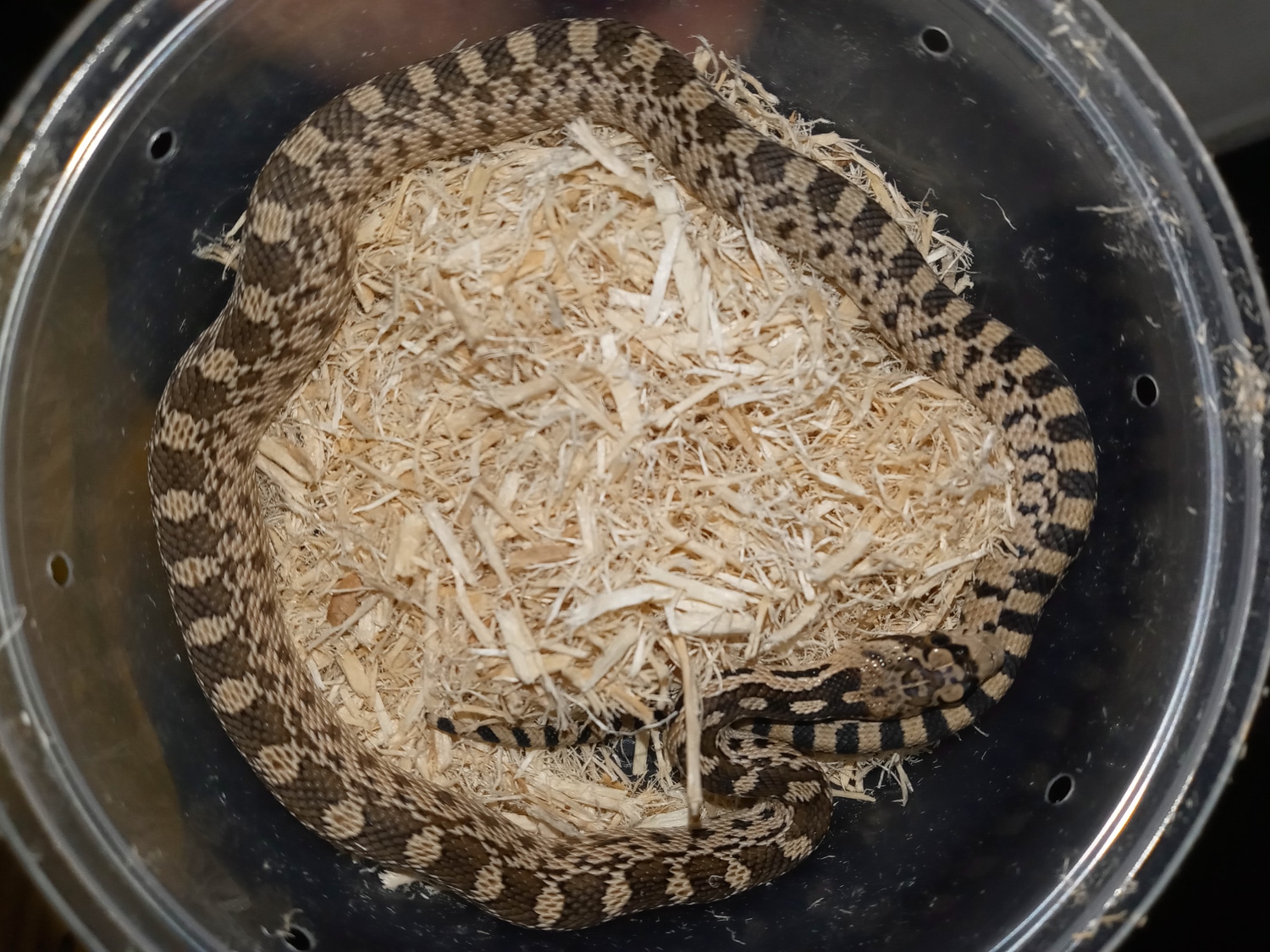 Great Basin Gopher Snake by Evan Stahl Reptiles - MorphMarket