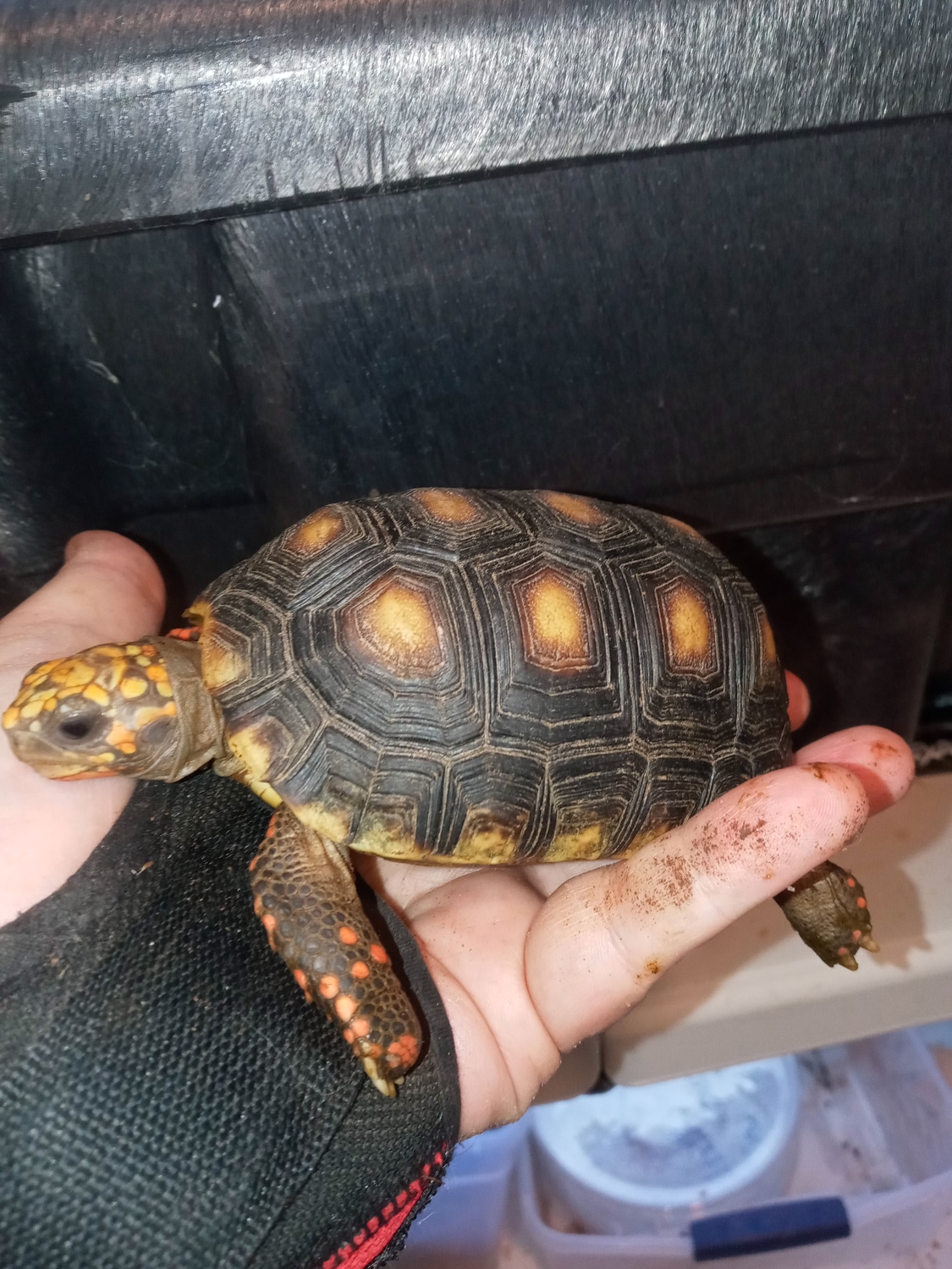 Perfect 4"+ Red Foot Tortoises Red-footed Tortoise by Evan Stahl ...