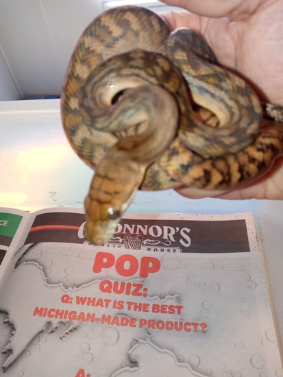 Super Nice Baby Amethystine Python Scrub Python by Evan Stahl Reptiles