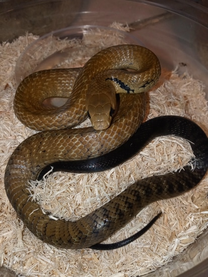 Exceptional CB USA Black Tail Cribo Cribo & Indigo Snakes by Evan Stahl ...