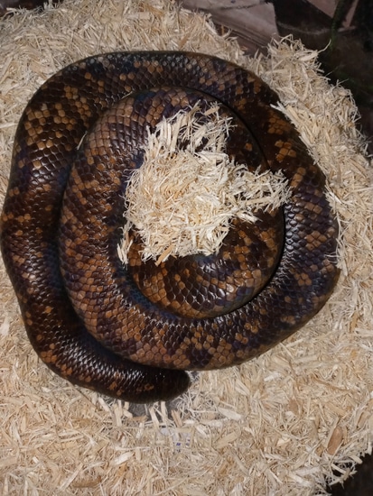 Calabar Burrowing Pythons- Long Term Captives More Python by Evan Stahl ...