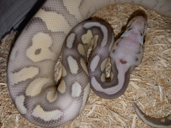 Super Pastel Butter Enchi Desert Ghost Male 400+ Grams-new Pics Ball ...