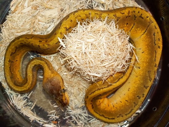 Pastel Pinstripe Calico Female Possibly Super Pinstripe Ball Python by ...