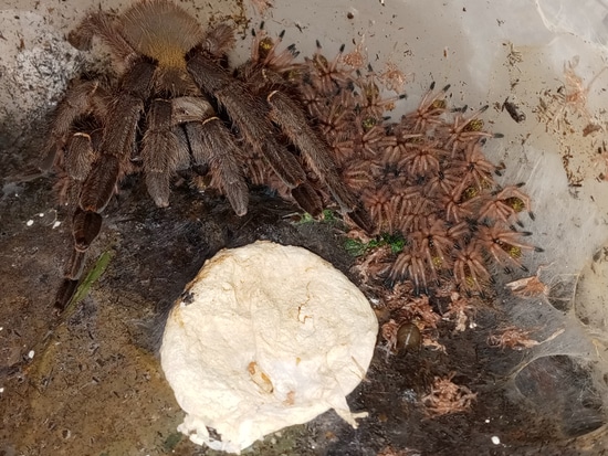 Emerald Skeleton Slings Tarantula by Evan Stahl Reptiles
