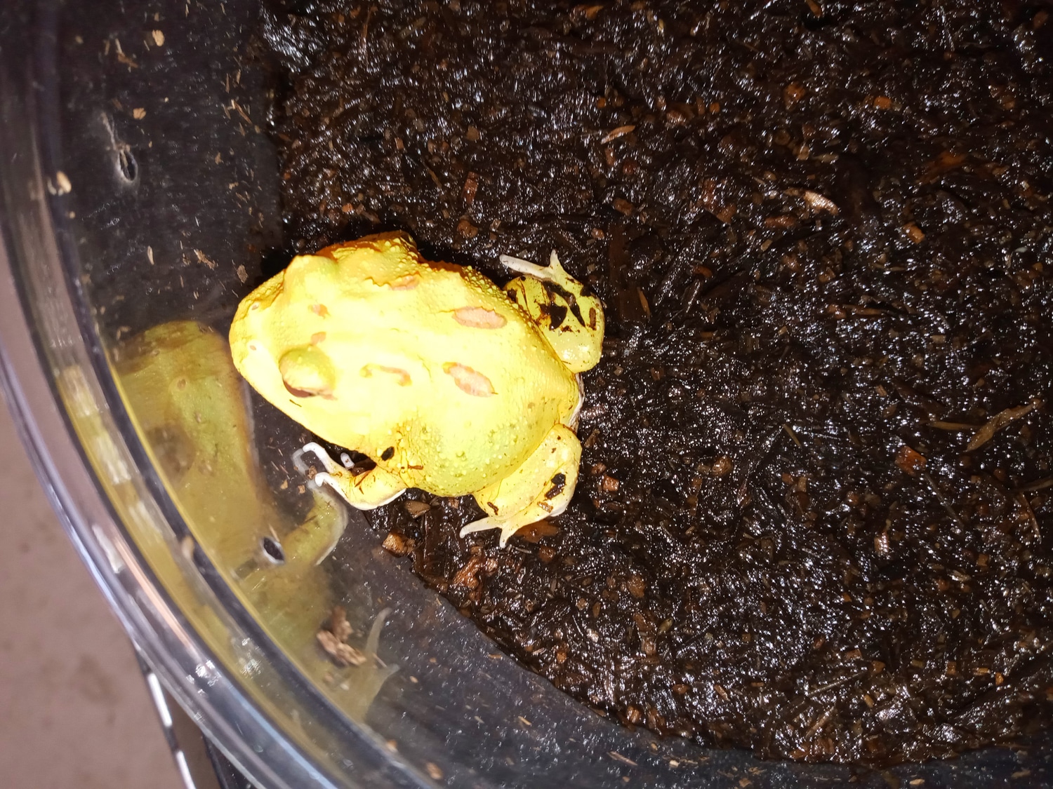 Beautiful Lemon Drop Pac Man Frogs Pacman Frog by Evan Stahl Reptiles ...
