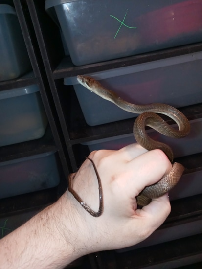 Baby Patternless Amethistine Python Scrub Python by Evan Stahl Reptiles