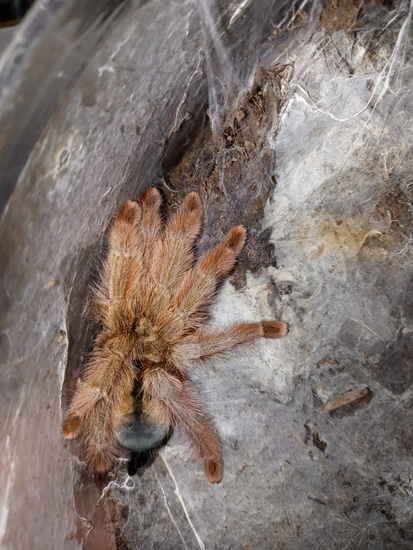Panama Blonde Female Tarantula by Evan Stahl Reptiles