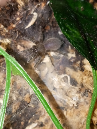 Socotra Isle Blue Baboon- M.balfouri Tarantula by Evan Stahl Reptiles