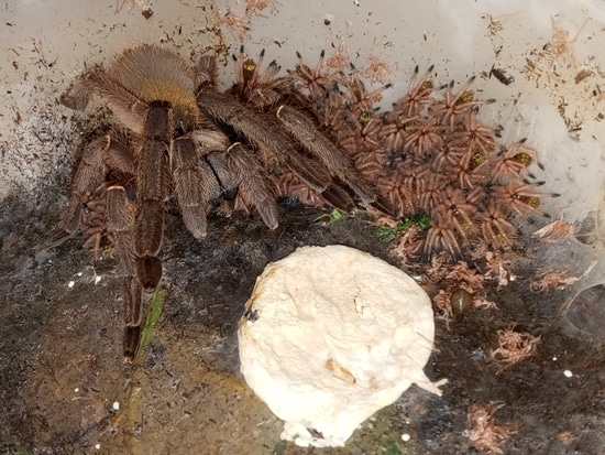 Emerald Skeleton Proven Adult Female Tarantula by Evan Stahl Reptiles