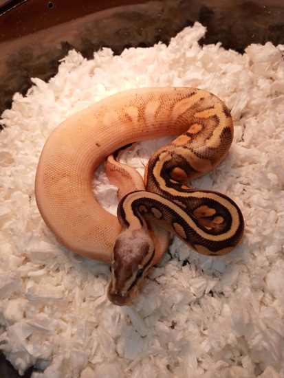 Super Pastel Fire Calico Shatter Yellow Belly Ball Python by Evan Stahl ...