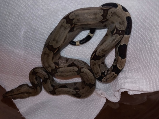 Pure Surinam Red Tail Boa- Baby Male True Red-Tailed Boa Constrictor by ...