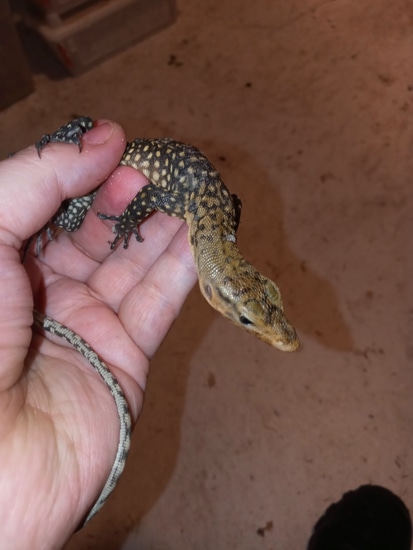 Awesome Baby Quince Monitor- (Melinus) Other Monitor by Evan Stahl Reptiles