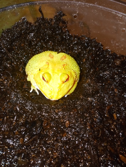 Beautiful Lemon Drop Pac Man Frogs Pacman Frog by Evan Stahl Reptiles